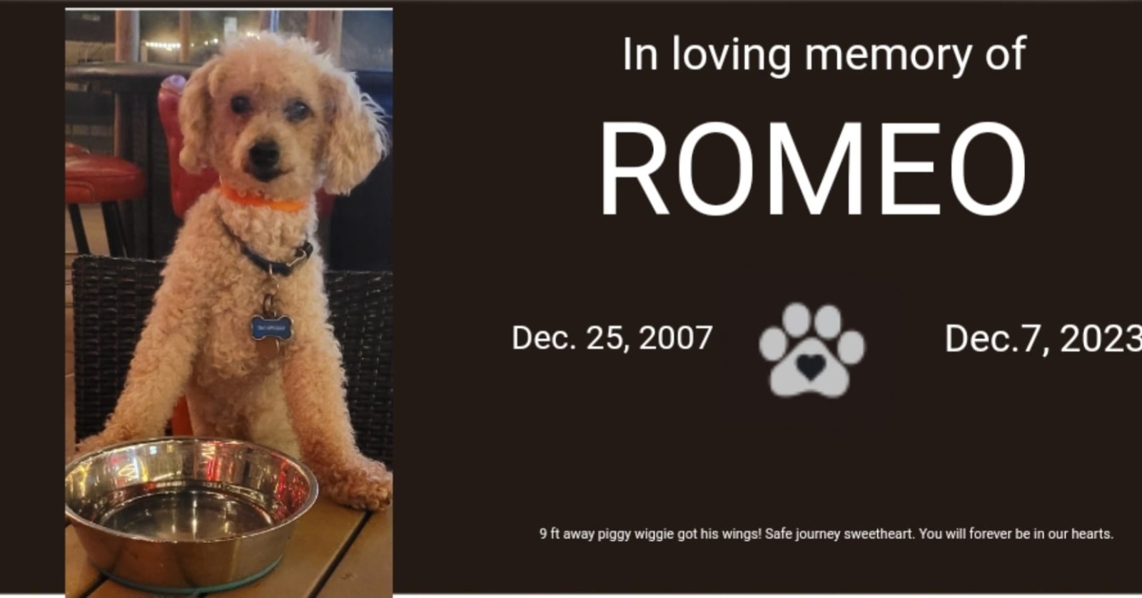 Romeo Dog – In a memory of our furry boy